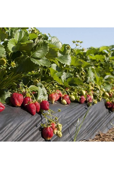 Çiçek Life 5 Adet Monterey Çilek Fidesi Açık Kök Taze Söküm ( Frigo ) Çiçek Life 5 Adet Monterey Çilek Fidesi Açık Kök Taze Söküm ( Frigo )