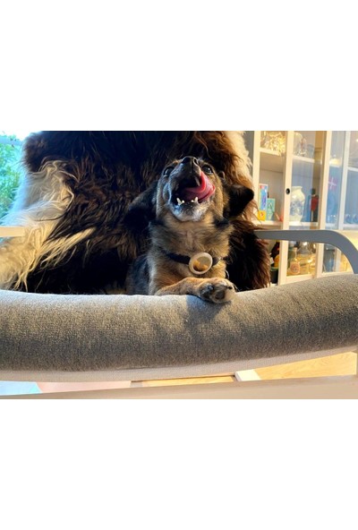 Aldım Geldi Köpek Yaka Airtag Tutucu Plastik Aparat