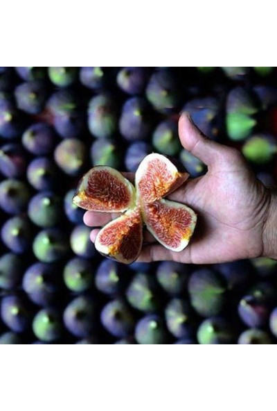 Köy Fidan Bursa Siyahı Incir Fidanı ( Dürdane ) Tüplü 30 – 40 cm