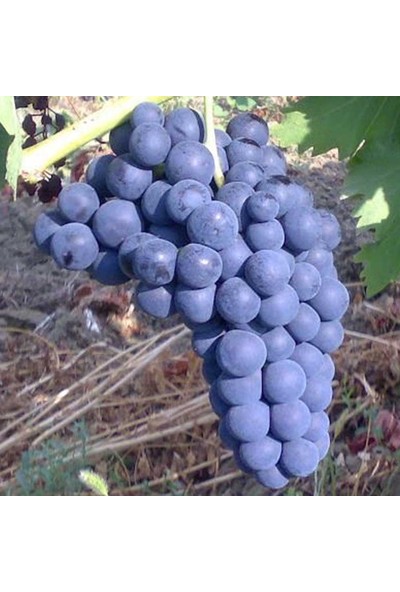 Köy Fidan Trakya Ilkeren Üzüm Fidanı Tüplü 20 – 30 cm