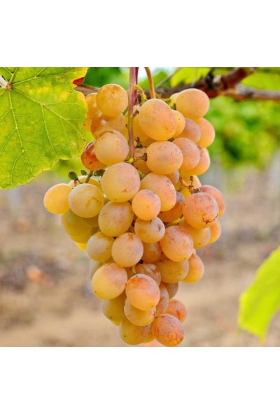 Köy Fidan Ata Sarısı Üzüm Fidanı Tüplü 20 – 30 cm