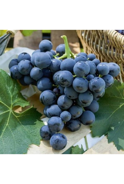 Köy Fidan Alphonse Lavallee Üzüm Fidanı Tüplü 20 – 30 cm