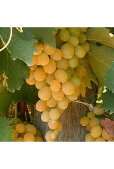 Köy Fidan Italia Üzüm Fidanı Tüplü 20 – 30 cm