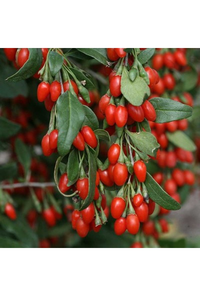 Köy Fidan Gojiberry ( Gojiberi – Kurt Üzümü ) Fidanı Kırmızı Meyveli Mini Saksılı 40 – 50CM