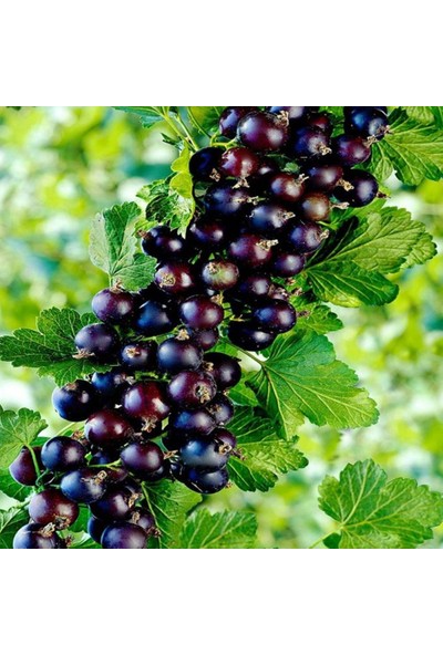 Köy Fidan Frenk Üzümü ( Siyah Meyveli ) Fidanı Mini Saksılı 30 cm