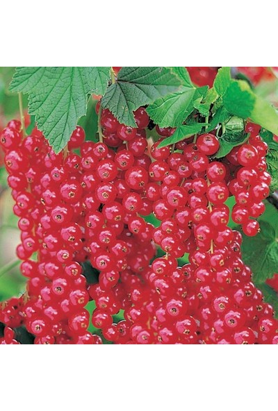 Köy Fidan Frenk Üzümü ( Kırmızı Meyveli ) Fidanı Mini Saksılı 30 cm