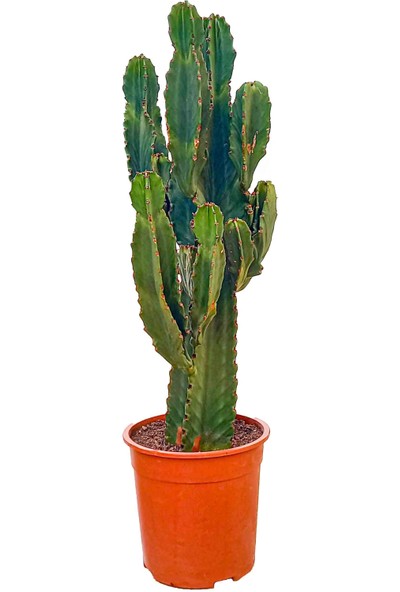 Bitki Tasarımı Ithal Cereus Kaktüs