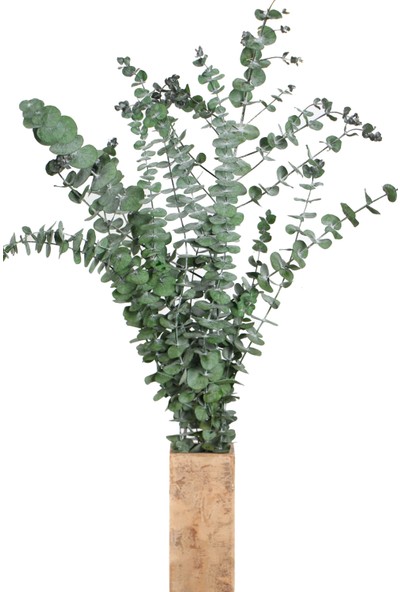 Yapay Çiçek Deposu Şoklanmis Baby Blue Okaliptus Demeti Yeşil(Büyük Demet) Yapay Çiçek Deposu Şoklanmis Baby Blue Okaliptus Demeti Yeşil(Büyük Demet)