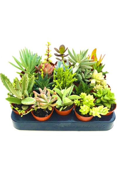 Egzotik Bahçe Dubble Sukulent 10 Adet Mix Egzotik Bahçe Dubble Sukulent 10 Adet Mix