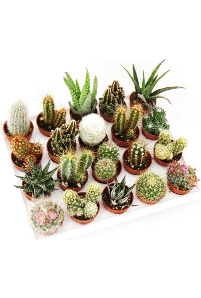 Egzotik Bahçe 12 Adet Kaktüs Seti Özel Çeşitler