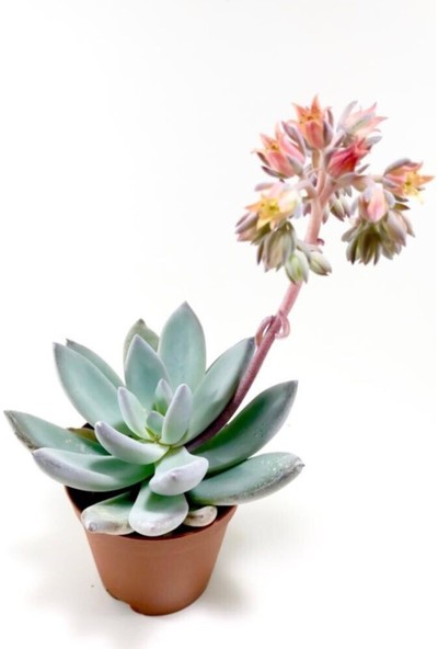 Egzotik Bahçe Egzotikbahçe Pachyveria Exotica Sukulent