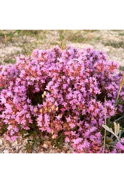 Gardenya Tohumculuk 15 Adet Pembe Renk Yayılıcı Kekik Tohumu (Limon Kokulu Çiçekli)