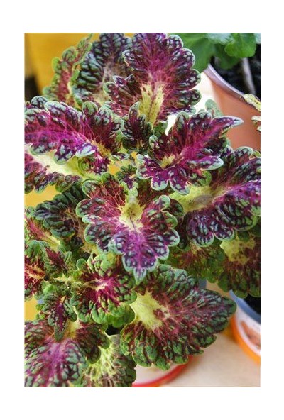 10-15 Adet Özel Kolyos Çiçek Tohumu