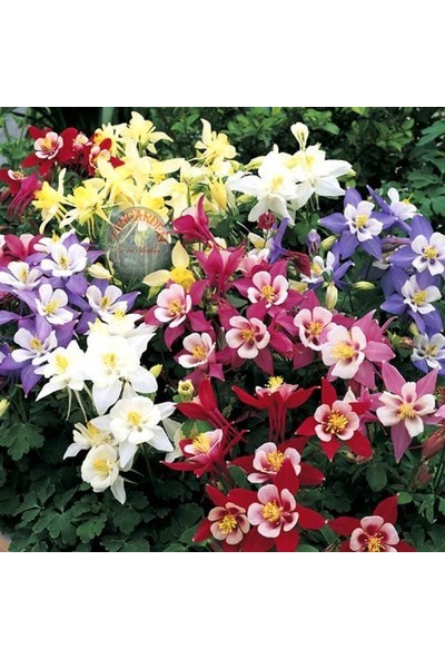 10 Adet Haseki Küpesi Çiçek Tohumu 10 Adet Haseki Küpesi Çiçek Tohumu