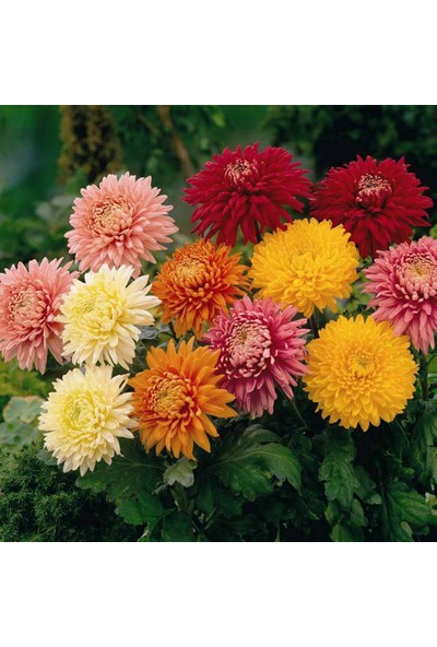 Karışık Kasımpatı Çiçeği Tohumu