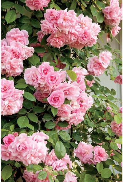 10 Adet Pembe Renkli Yediveren Kokulu Sarmaşık Gül Tohumu 10 Adet Pembe Renkli Yediveren Kokulu Sarmaşık Gül Tohumu