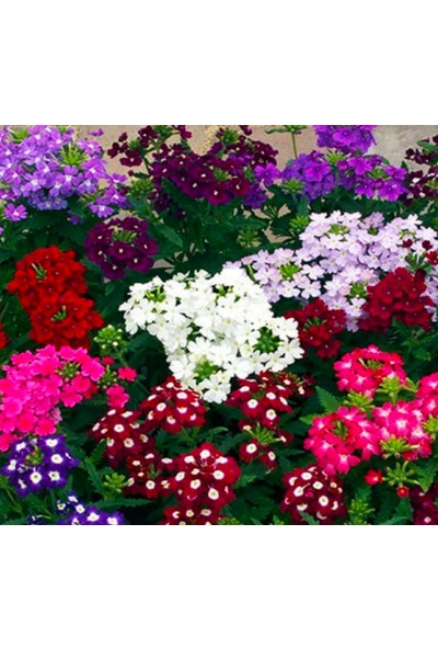 Karışık Renkli Yer Minesi Çiçeği Tohumu Karışık Renkli Yer Minesi Çiçeği Tohumu