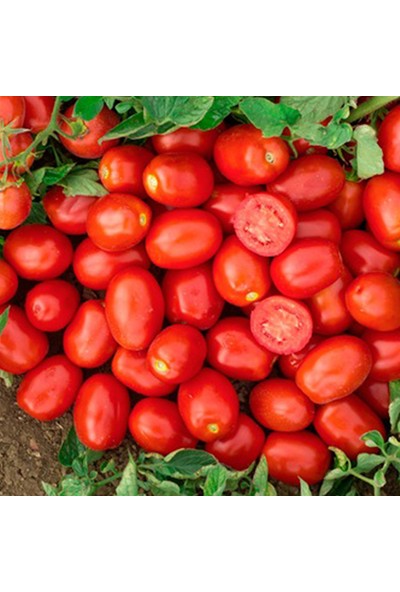 100 Adet Rio Grande Domates Tohumu