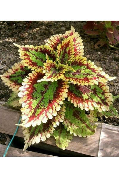 10 Adet Renkli Kolyos Çiçek Tohum