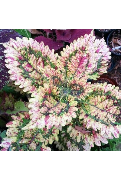 10 Adet Özel Benekli Kolyos Çiçek Tohumu