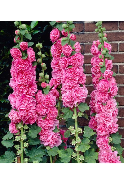 10 Adet Pembe Renkli Katmerli Gül Hatmi Çiçeği Tohumu 10 Adet Pembe Renkli Katmerli Gül Hatmi Çiçeği Tohumu