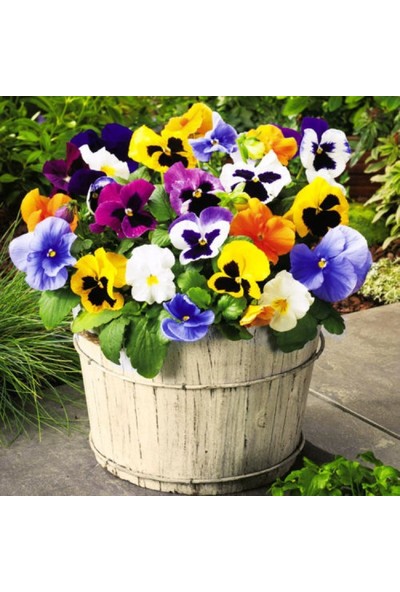 10 Adet Karışık Renkli Menekşe Çiçeği Tohumu