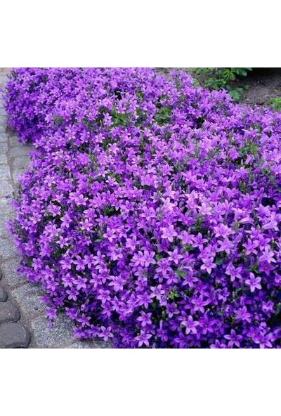 10 Adet Maviş Çiçeği Tohumu 10 Adet Maviş Çiçeği Tohumu