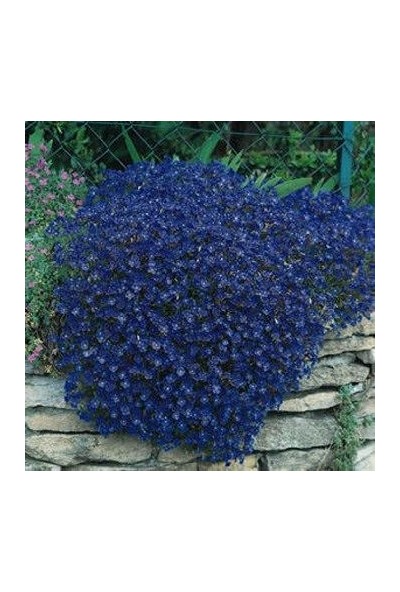 10 Adet Mavi Renkli Lobelya Çiçeği Tohumu 10 Adet Mavi Renkli Lobelya Çiçeği Tohumu