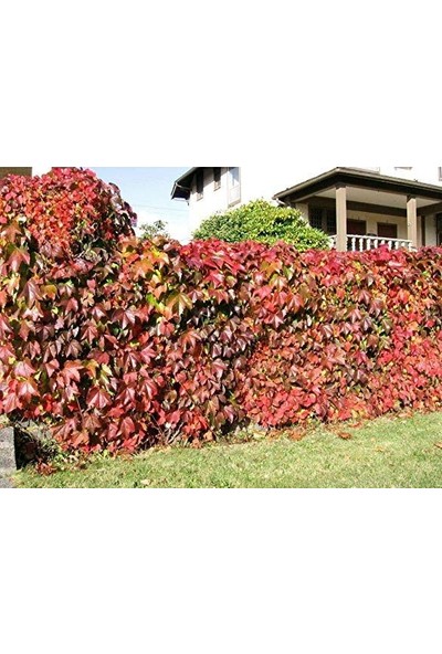 Sarmaşık Çiçek Tohumu