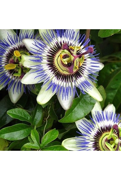 (15-20 Adet) Passiflora Çarkıfelek Çiçeği Tohumu (15-20 Adet) Passiflora Çarkıfelek Çiçeği Tohumu