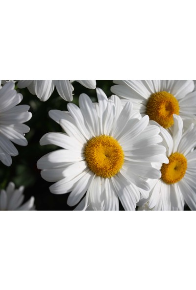 15-20 Adet Margarita Tohumu