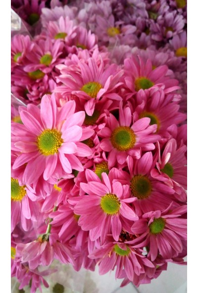 15-20 Adet Pembe Papatya Çiçek Tohumu