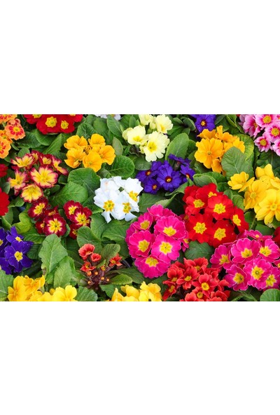 Çuha Çiçeği Tohumu