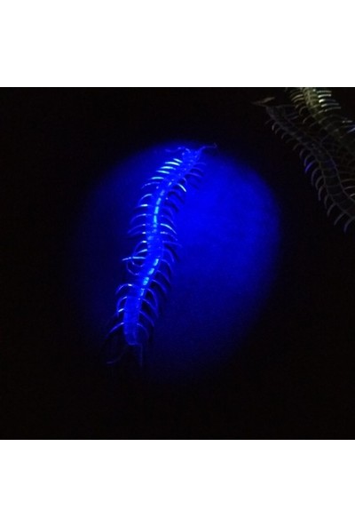 Myglobal Kırkayak - Fosforlu