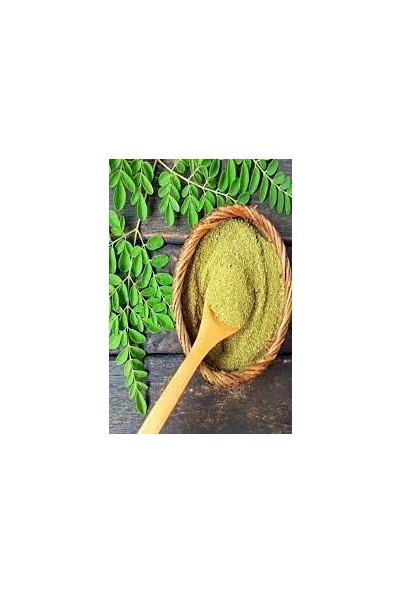 Antalya Tropikal Tüplü Moringa Fidanı Antalya Tropikal Tüplü Moringa Fidanı