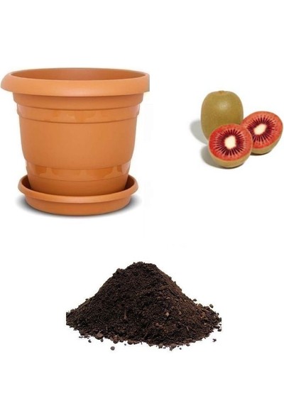 Serdar Çam Tohumculuk Nadir Kırmızı Kivi Tohumu Ekim Seti