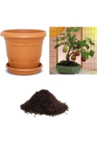 Serdar Çam Tohumculuk Ithal Siyah Incir Bonsai Ağacı Tohumu Ekim Seti Serdar Çam Tohumculuk Ithal Siyah Incir Bonsai Ağacı Tohumu Ekim Seti