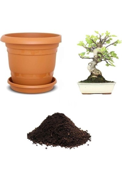 Serdar Çam Tohumculuk Ithal Yeşil Incir Bonsai Ağacı Tohumu Ekim Seti Serdar Çam Tohumculuk Ithal Yeşil Incir Bonsai Ağacı Tohumu Ekim Seti