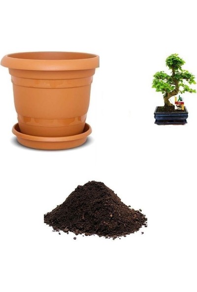 Serdar Çam Tohumculuk Nadir Beyaz Dut Bonsai Ağacı Tohumu Ekim Seti Serdar Çam Tohumculuk Nadir Beyaz Dut Bonsai Ağacı Tohumu Ekim Seti