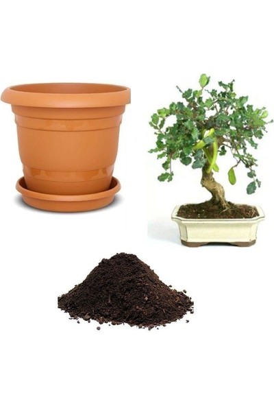 Serdar Çam Tohumculuk Keçi Boynuzu Bonsai Ağacı Tohumu Ekim Seti Serdar Çam Tohumculuk Keçi Boynuzu Bonsai Ağacı Tohumu Ekim Seti