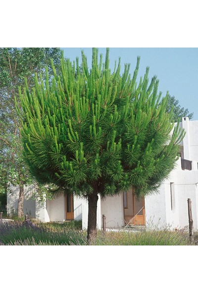 Fidanistanbul Fıstık Çamı Fidanı Pinus Pinea, +120 Cm, Saksıda