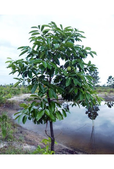 Yavuz Fidancılık Black Sapote (Çikolata Meyvesi Ağacı) Fidanı