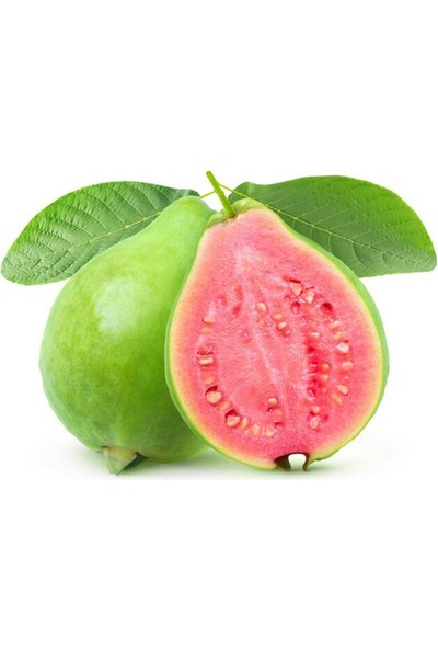 Yavuz Fidancılık Elma Guavası (Psidium Guava) Fidanıfi Yavuz Fidancılık Elma Guavası (Psidium Guava) Fidanıfi