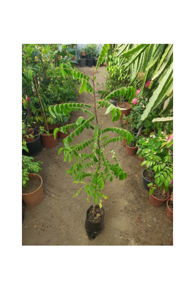 Köyceğiz Bitki Dünyası Yıldız Meyvesi Fidanı (Karambola) Starfruit