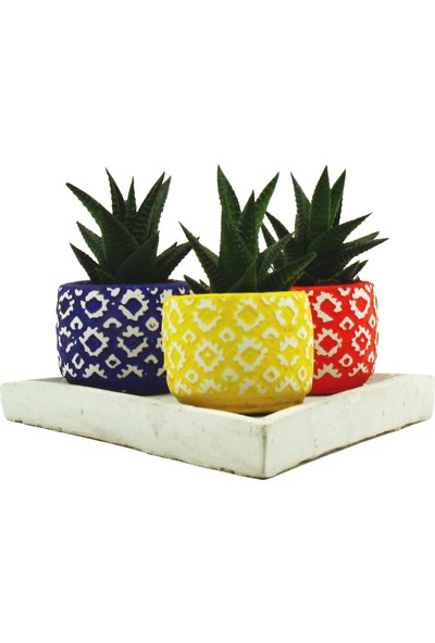 Mossico Design Trio Etnik Serisi Mix Saksıda Haworthia Sukulent Tasarım-1