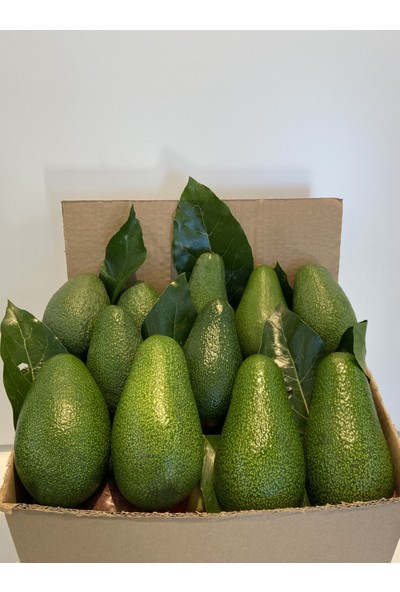 Muzdeniz Yerli Avokado 12 Adet (Adet 180-250g)