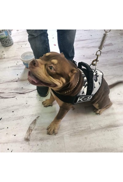 MgTasma K9 Göğüs ve Boyun Tasma Seti Küçük ve Orta Irk MgTasma K9 Göğüs ve Boyun Tasma Seti Küçük ve Orta Irk