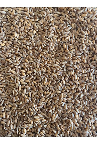 Erkan Tarım Organik Buğday Elenmiş Buğday Tavuk - Ördek - Güvercin Kaz Yemi 25 Kg Erkan Tarım Organik Buğday Elenmiş Buğday Tavuk - Ördek - Güvercin Kaz Yemi 25 Kg