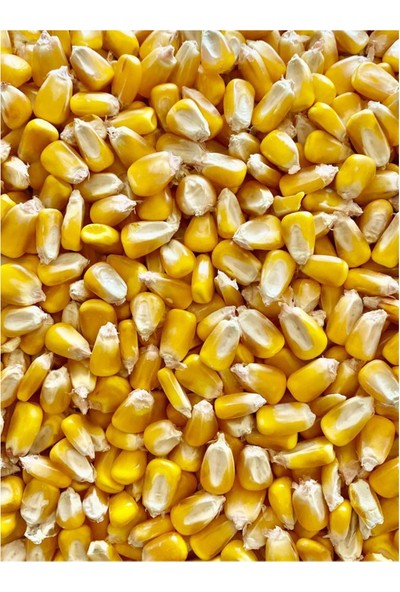 Erkan Tarım Organik Mısır Yemlik Mısır Kuş Yemi 5 kg Erkan Tarım Organik Mısır Yemlik Mısır Kuş Yemi 5 kg