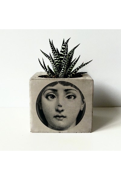 b.ton.works Fornasetti Baskılı Beton Saksı ve Sukulent Haworthia